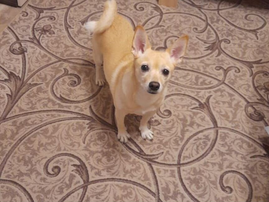 Найдена маленькая собака