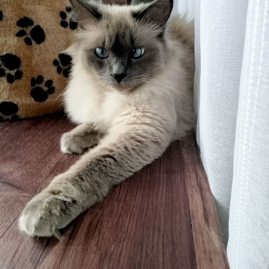 Кот в добрые руки