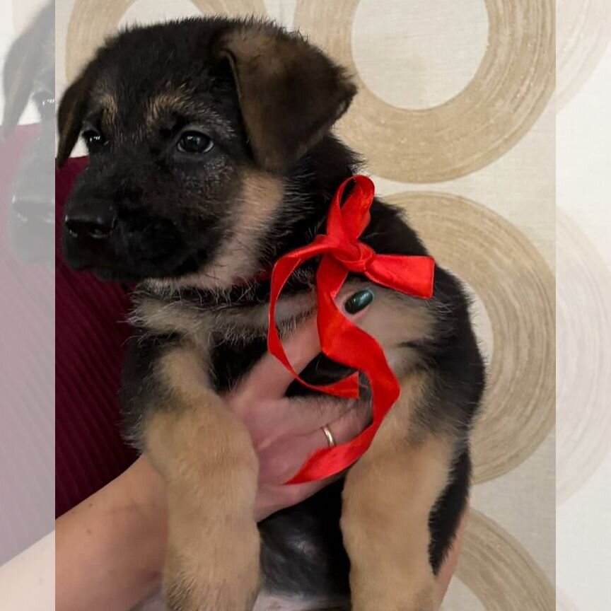 Немецкая овчарка, щенок