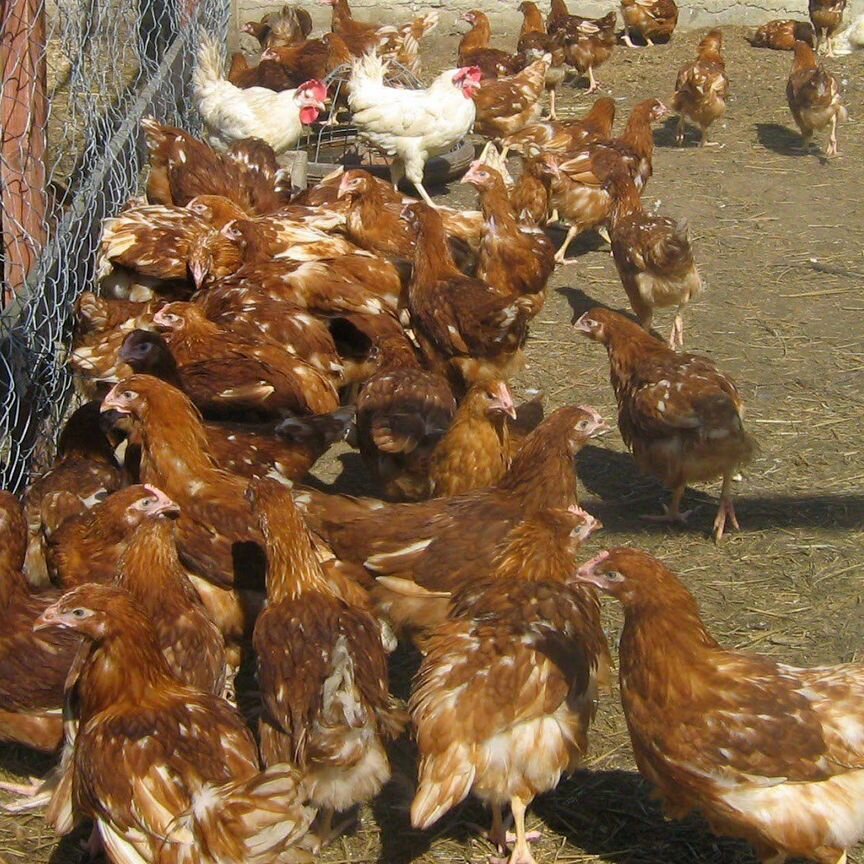 Куры несушки