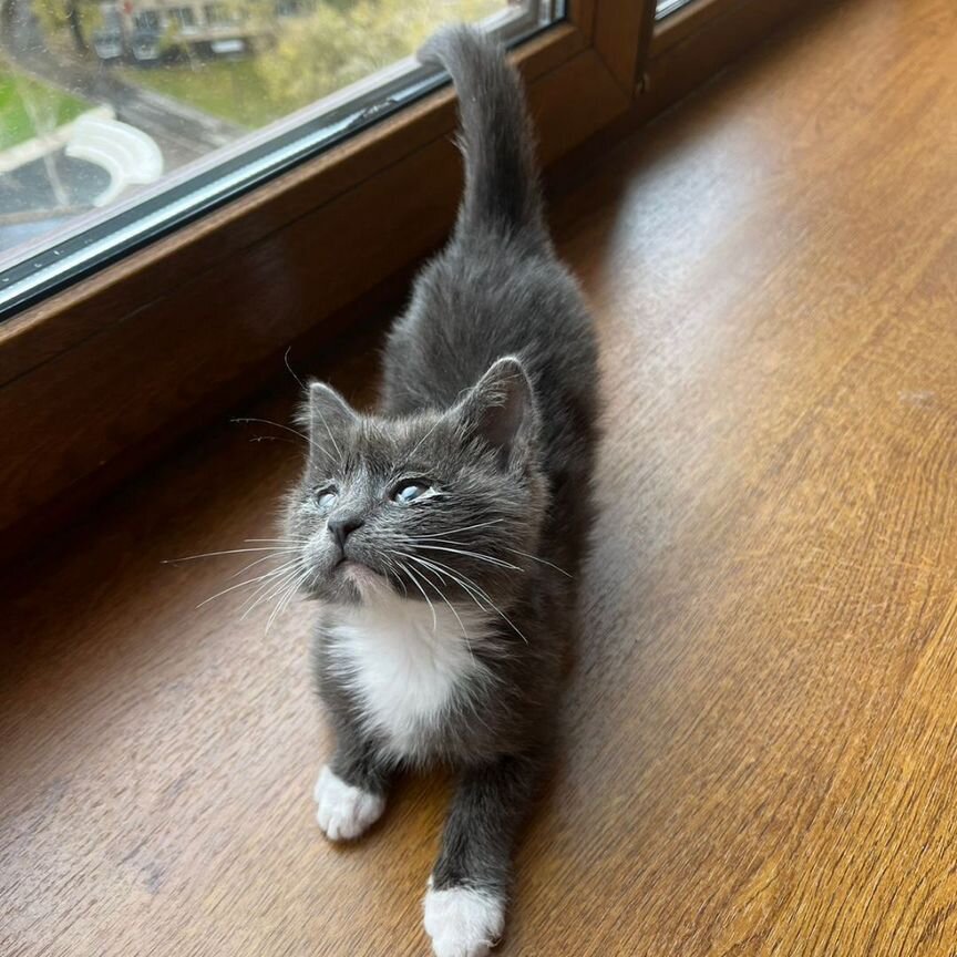 Котёнок помогите найти дом