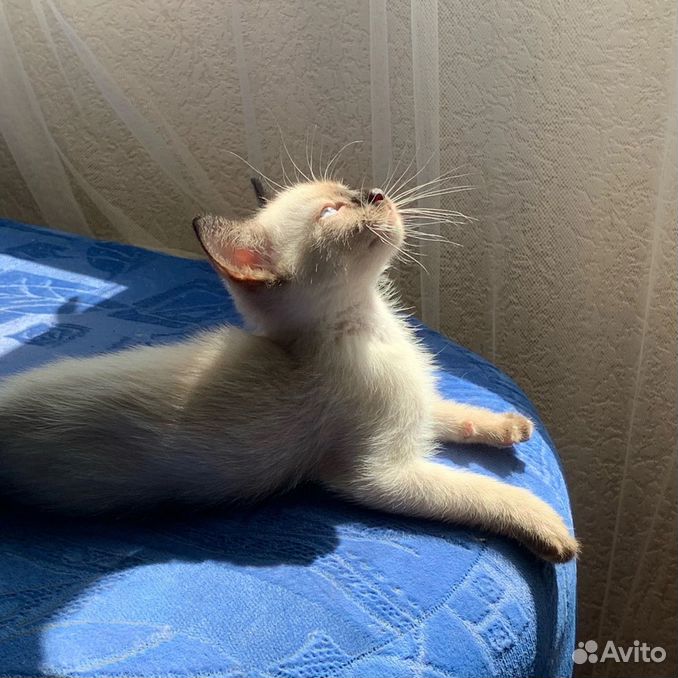 Тайский Котенок, 2 месяца