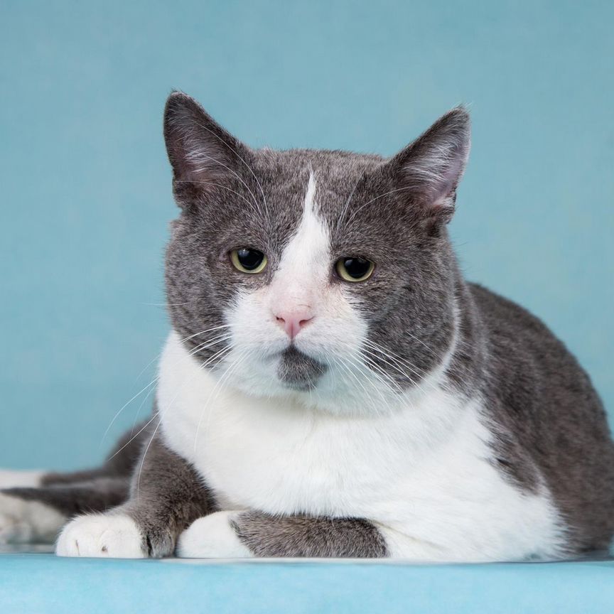 Бароша ищет дом