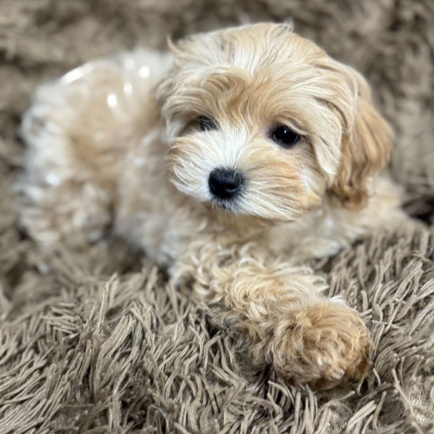 Мальтипу, щенок