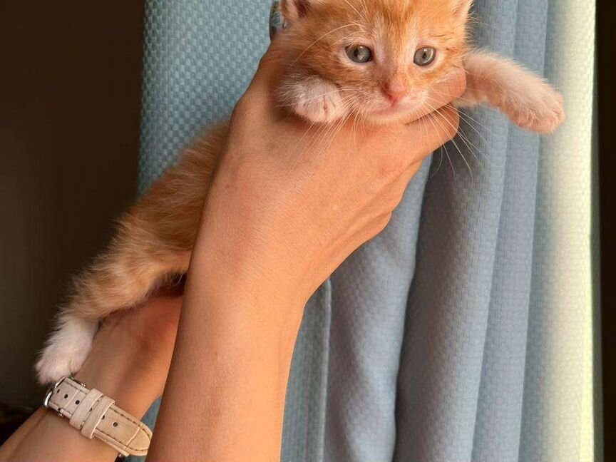 Котята