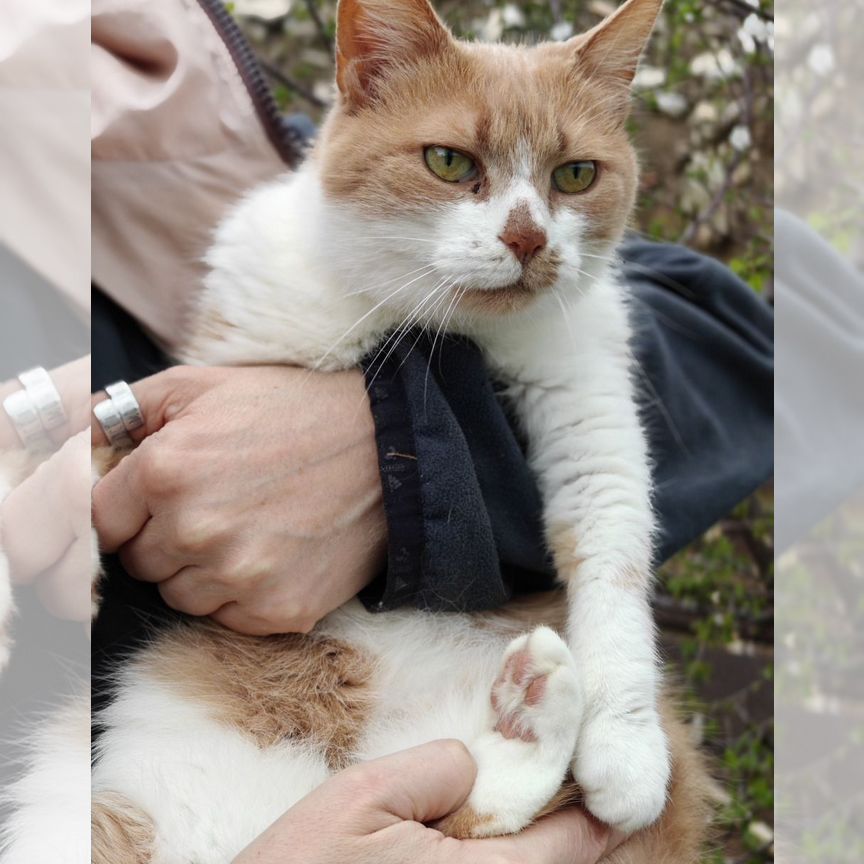 Взрослая, кошка в добрые руки