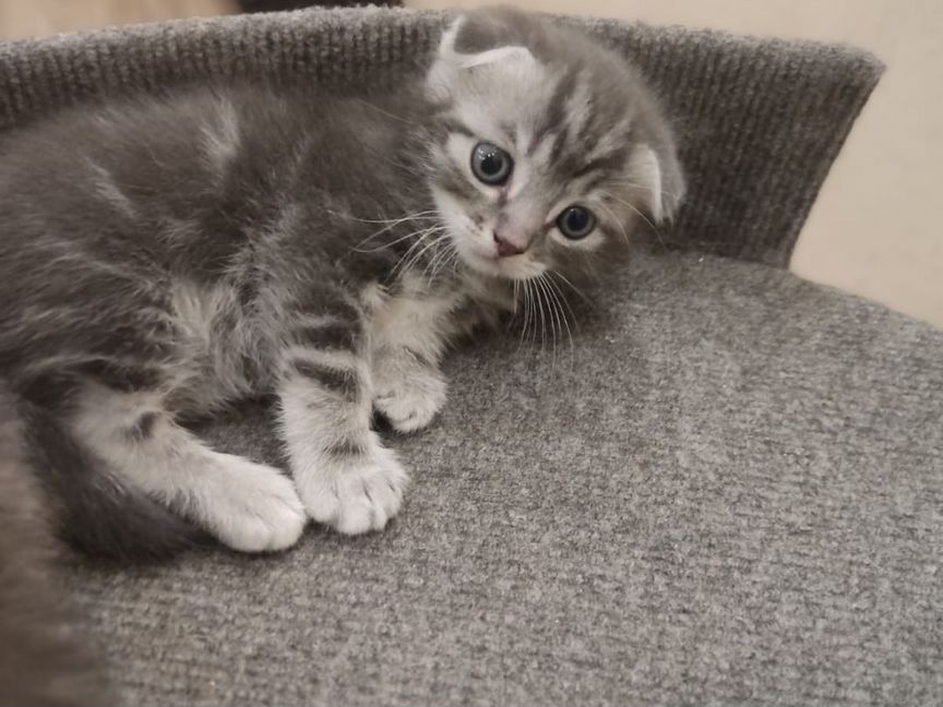 Котята вислоухие шотландцы