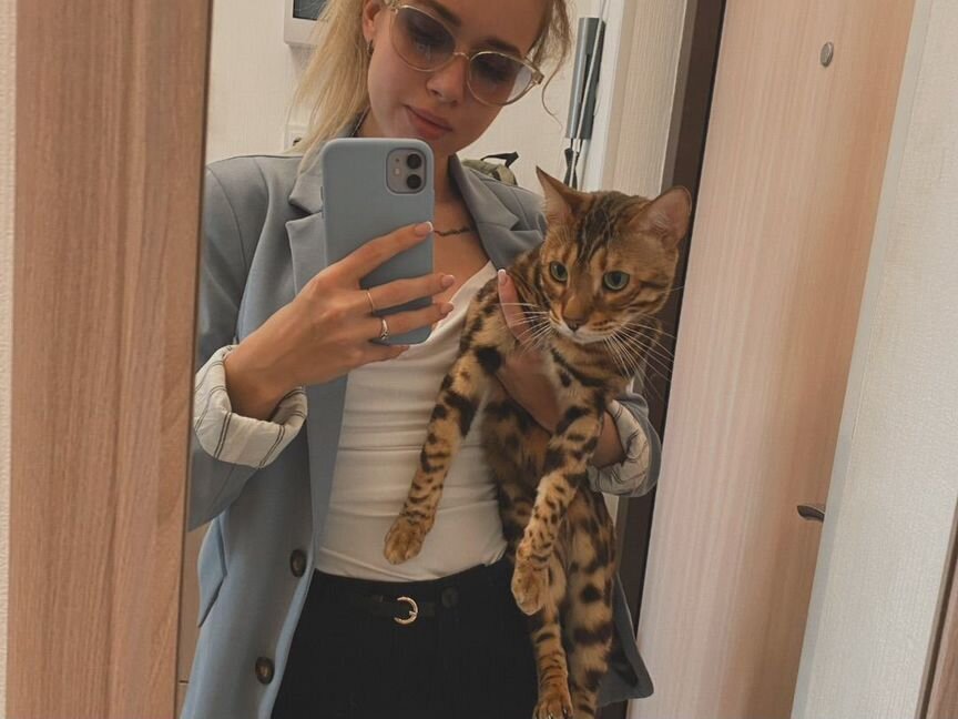 Клубный кот с документами бенгал
