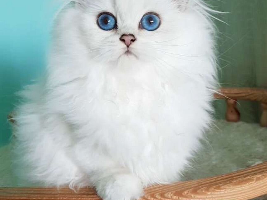 Персидская шиншилла