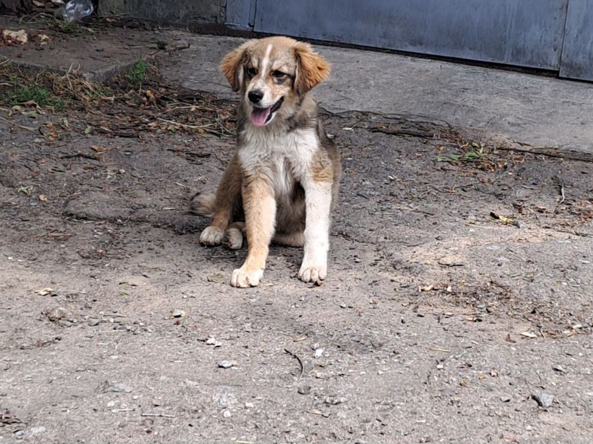 Собака мальчик 7 месяцев, в добрые руки