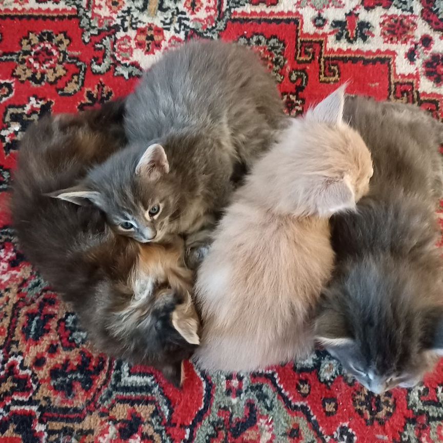 Продаются котята Мейн Кун родились 2 марта
