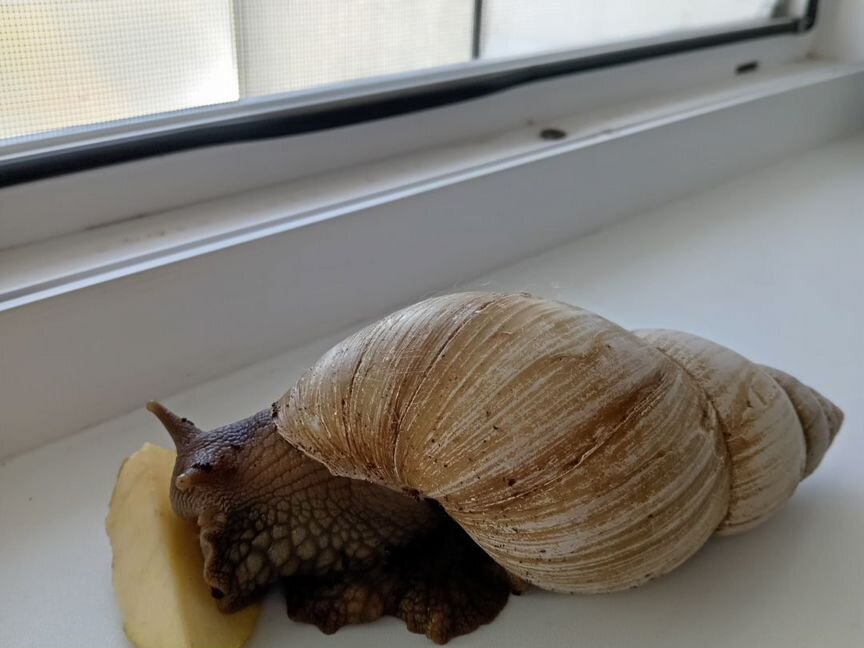 Улитки ахатины