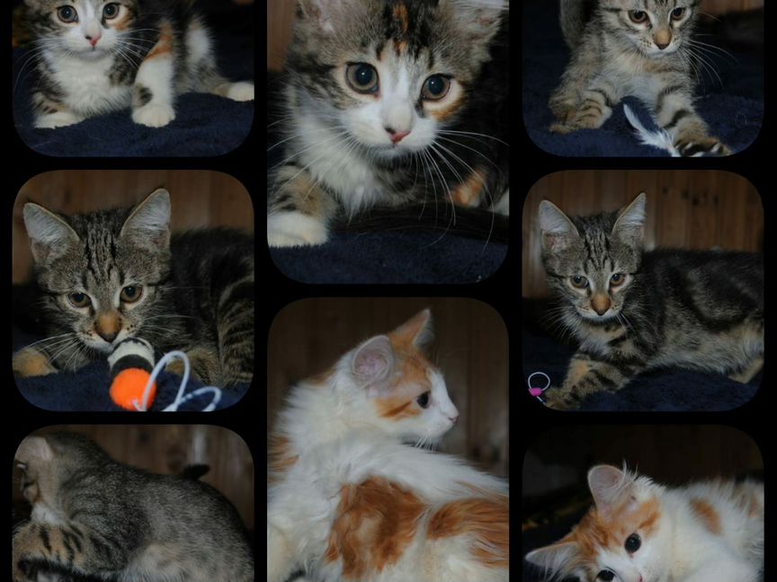 Милые пушистые котята в добрые руки