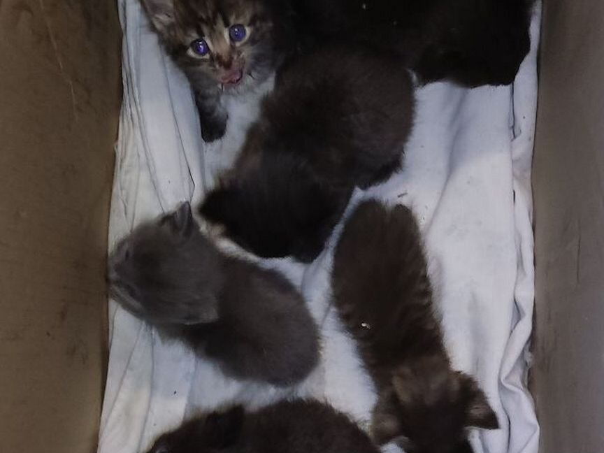 Котята