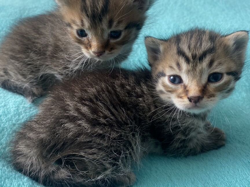 Новые милые шерстяные комочки ищут любящие дома