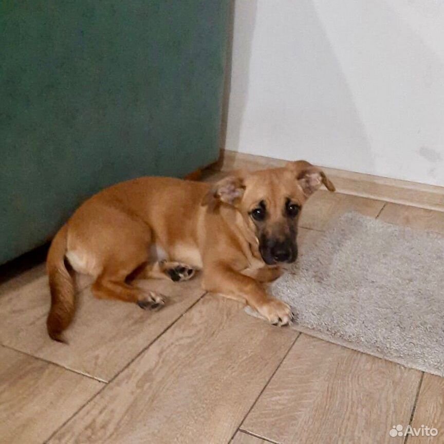 Небольшая гладкошерстная девочка Бетти