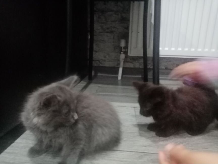 Кошка в дар бесплатно