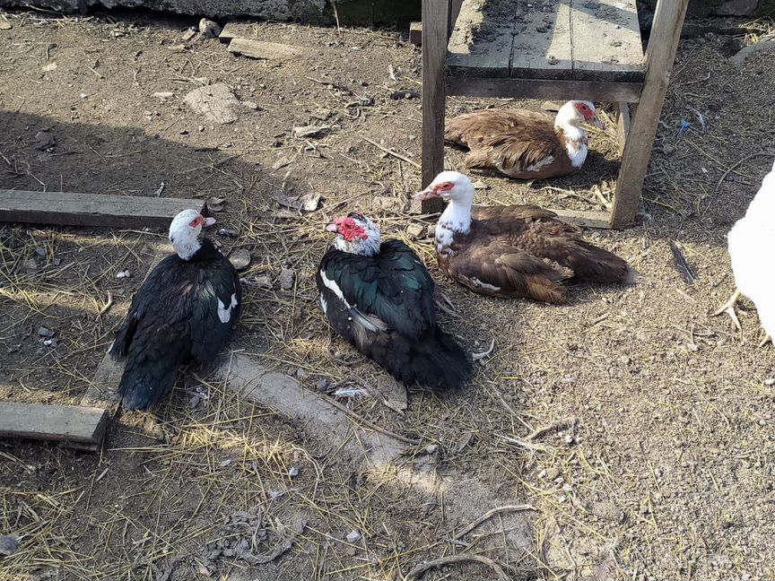 Индоселезни и индоутки