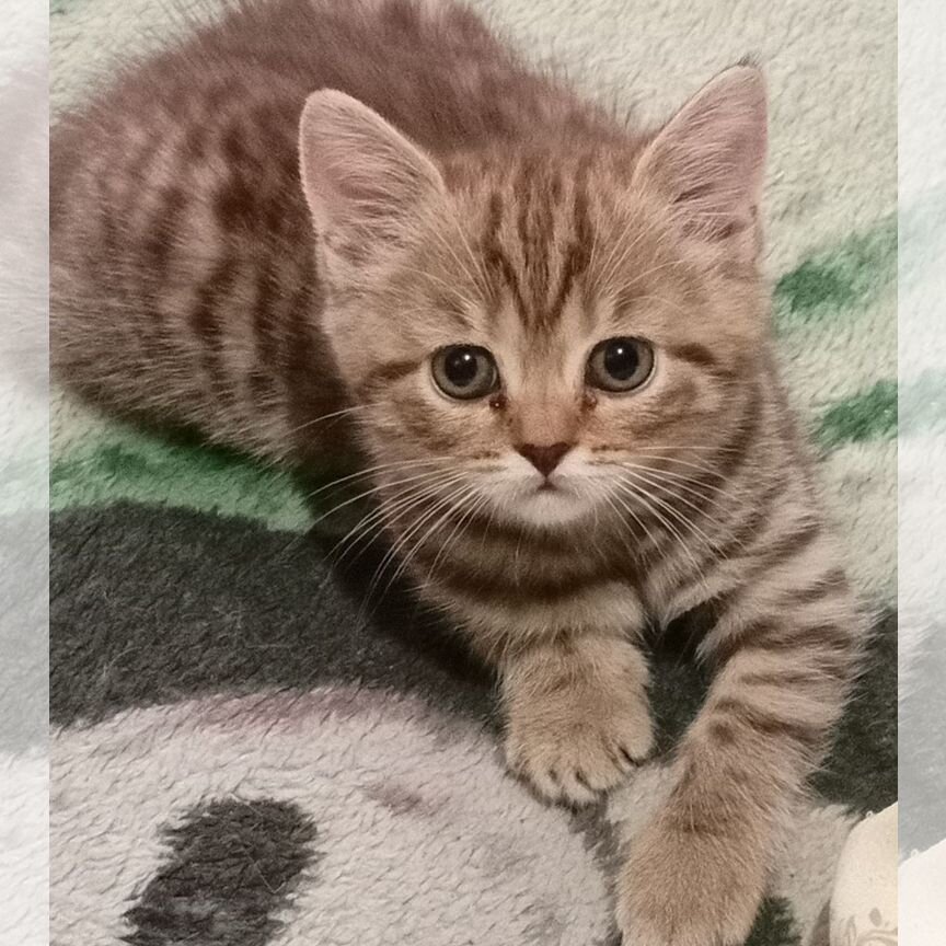 Шотландский котенок скоттиш страйт