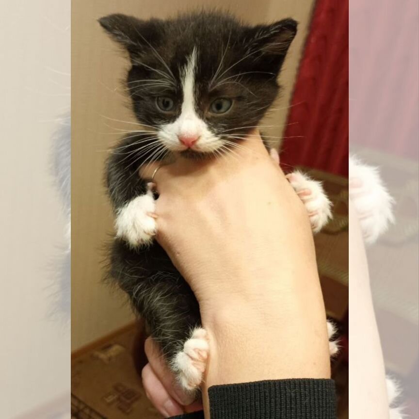 Котёнок мальчик 1,5 месяца обработан