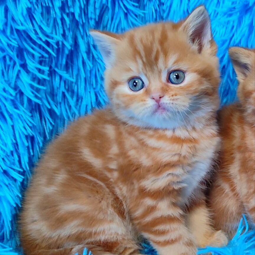 Плюшевое Солнышко