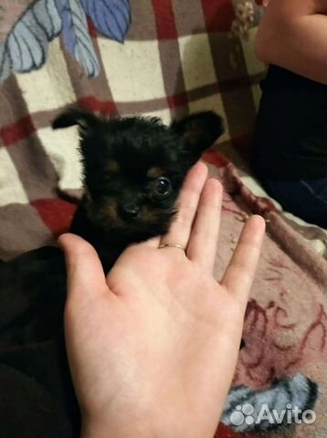 Йоркширский терьер