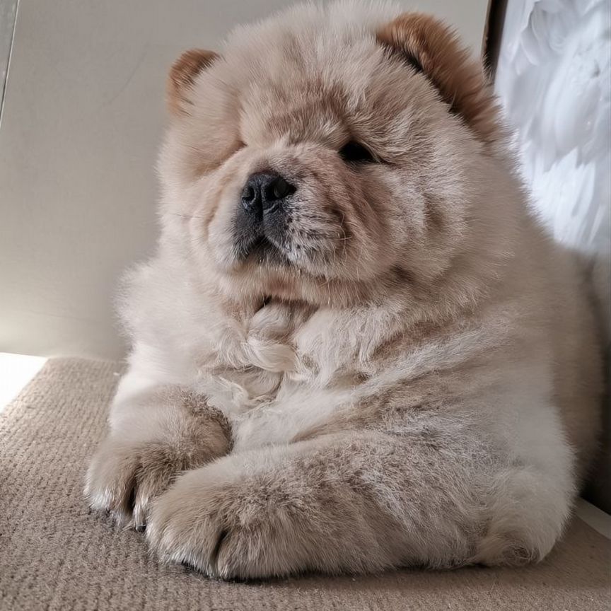 Чау-чау, щенок