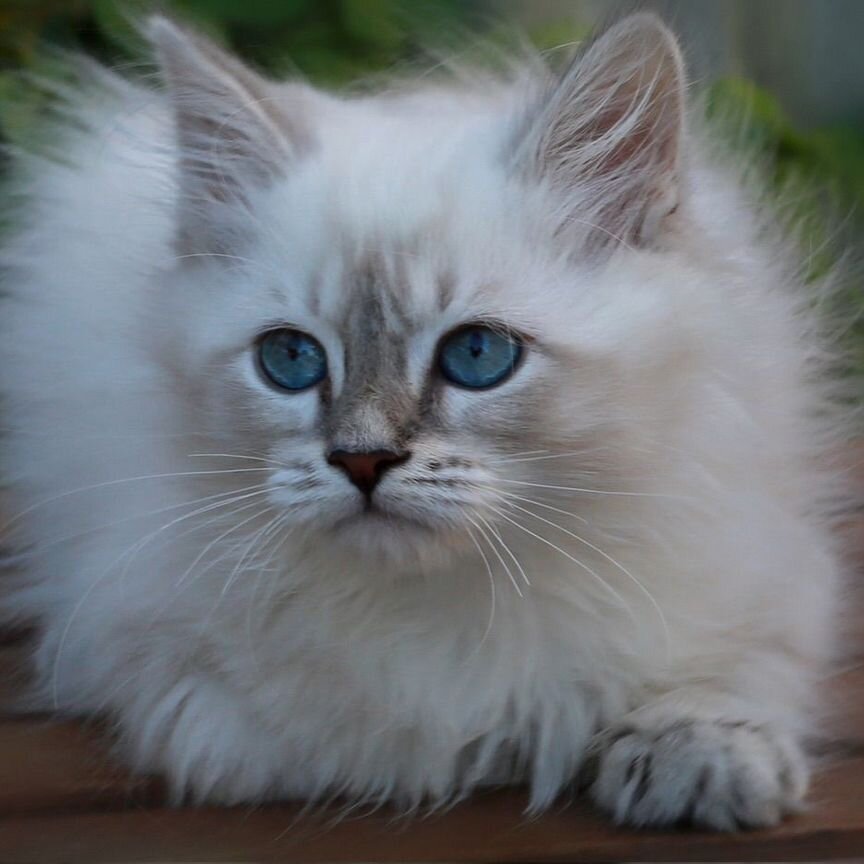 Невский маскарадный котик 19