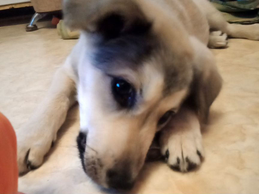 Самый преданный друг