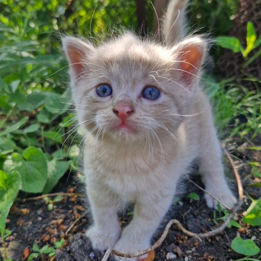 Котята отдам в добрые руки бесплатно