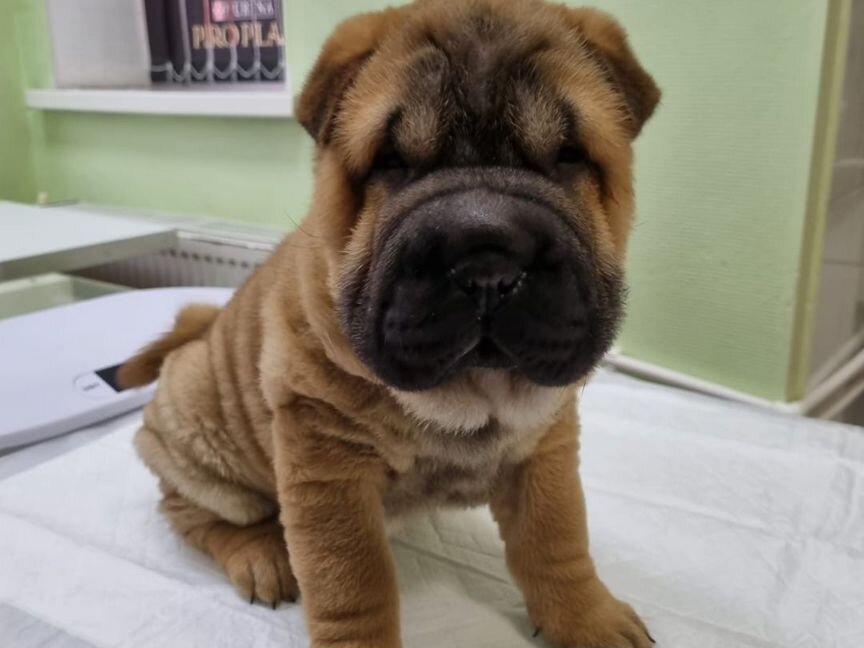 Щенки шарпей