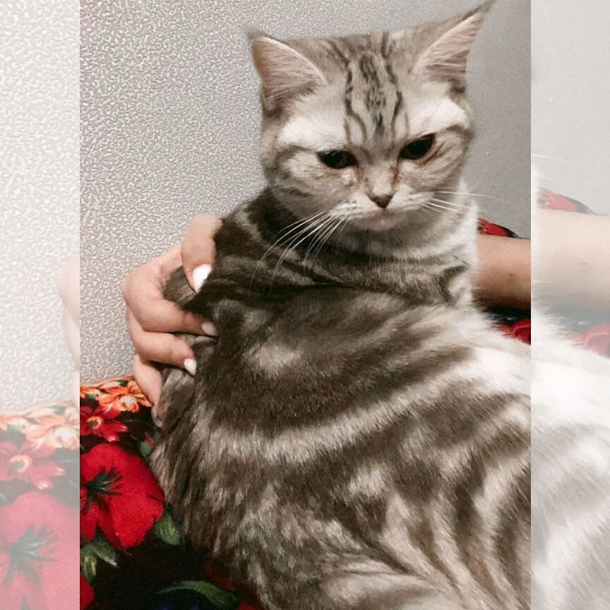Кошка одам в добрые руки, девочка, 8мес