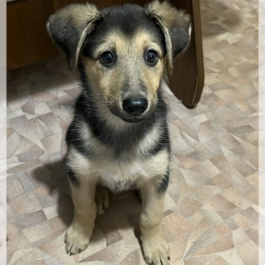 Щенок в добрые руки