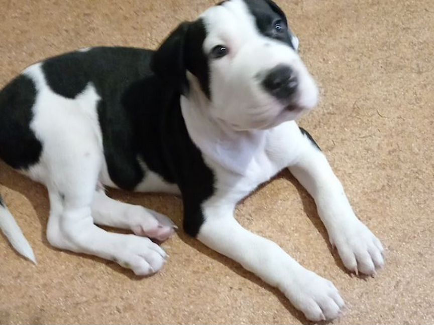 Собака в добрые руки отдам бесплатно