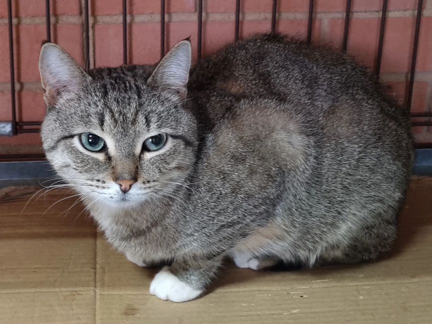 Кот
