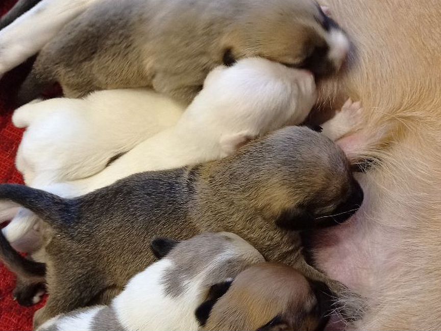 Щенки сибирской лайки и сиба-ину