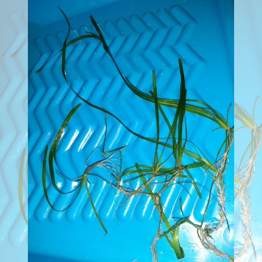 Валлиснерия для аквариума