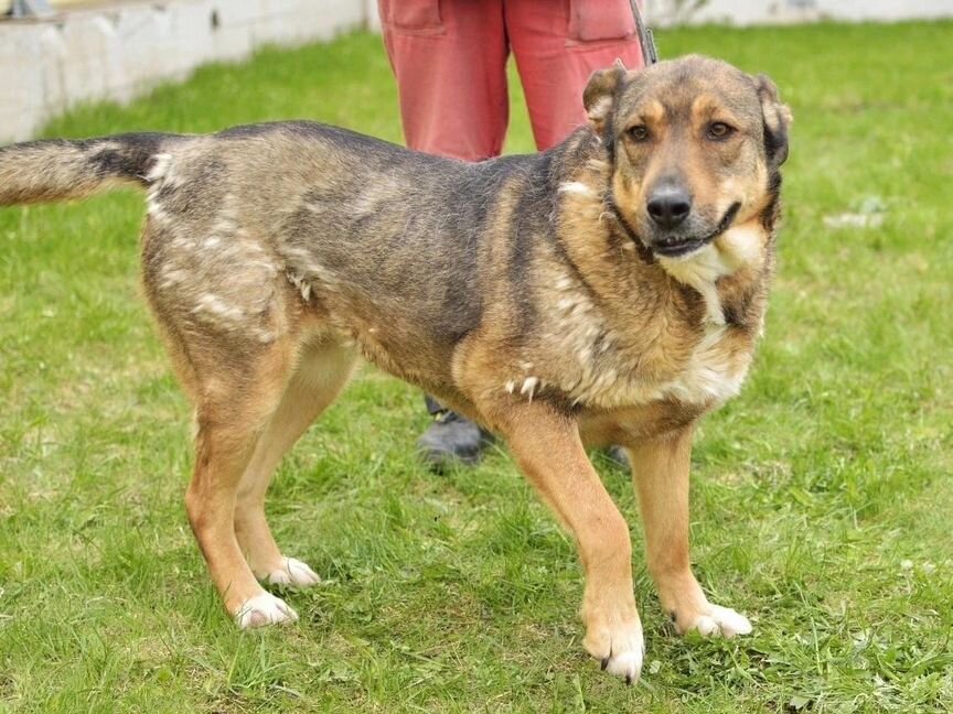 Надёжная собака в дом