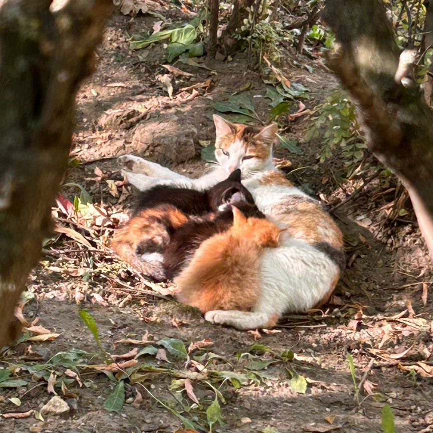 Котята в добрые руки бесплатно