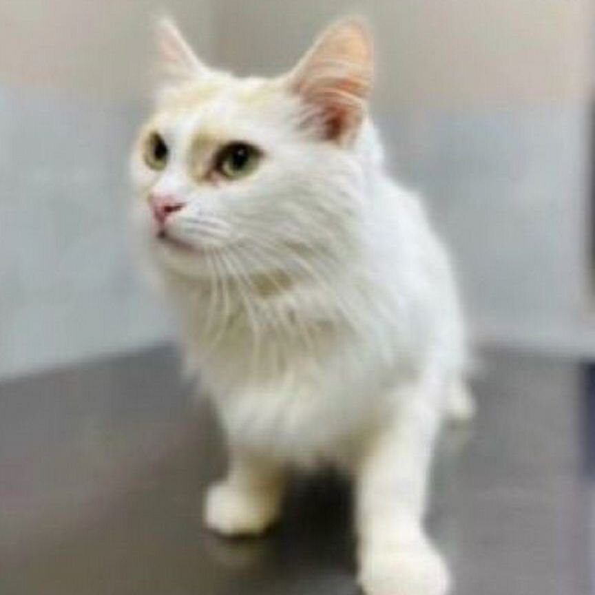 Особенная кошечка блондинка Мура