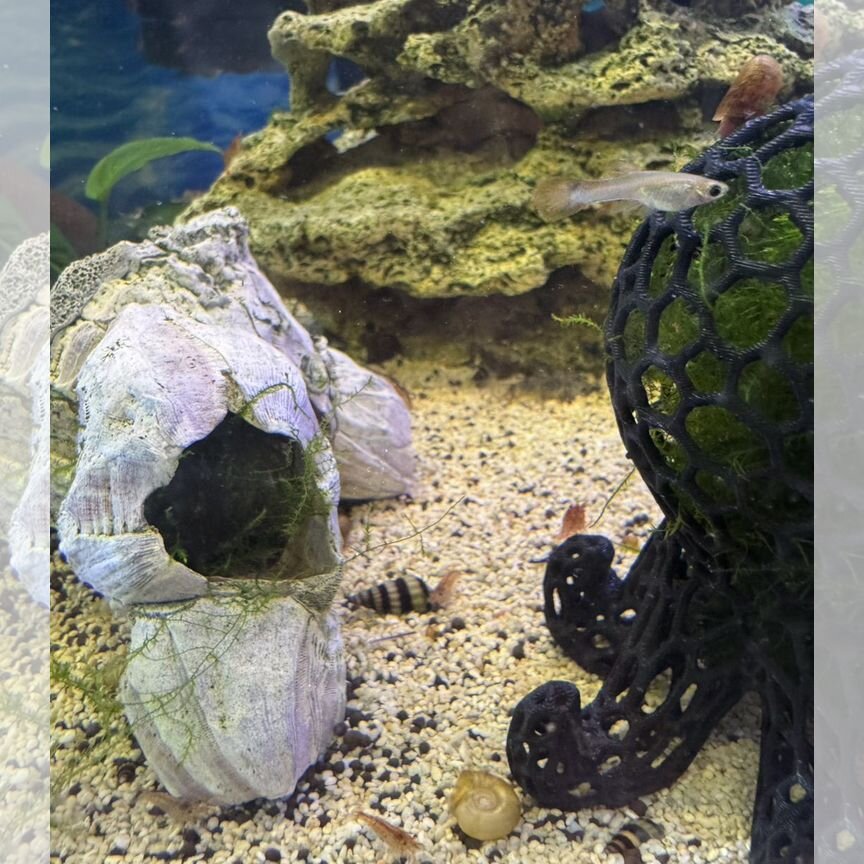 Креветки, хелены