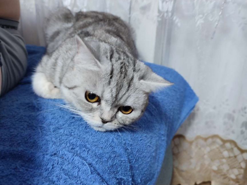 Шотландская кошечка ждет жениха