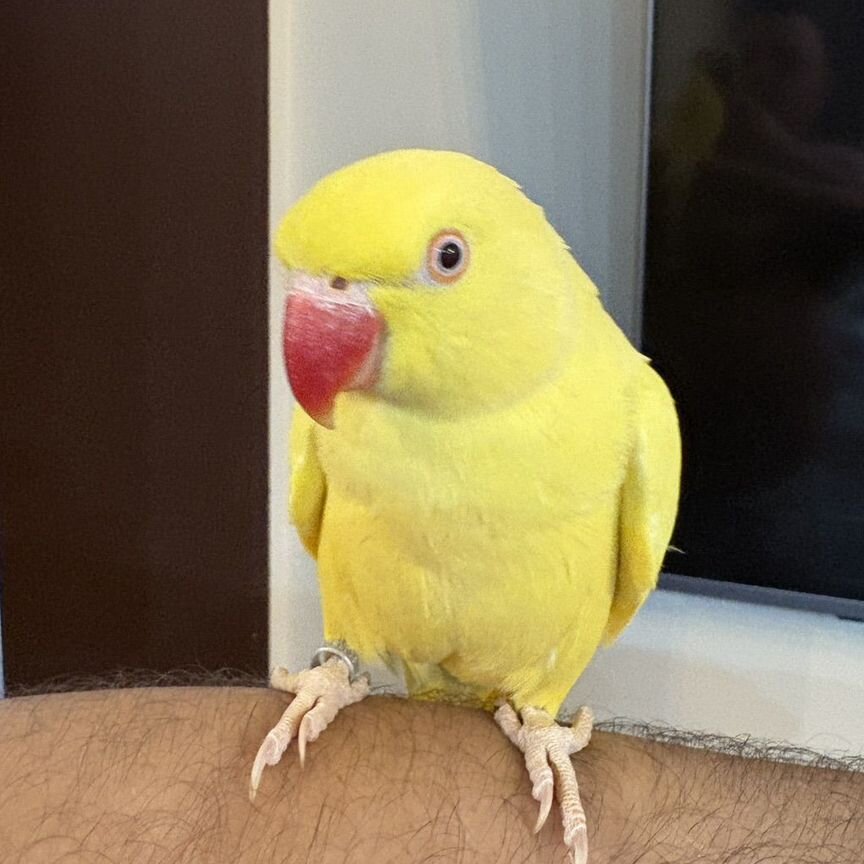 Выкормыш ожереловый малыш