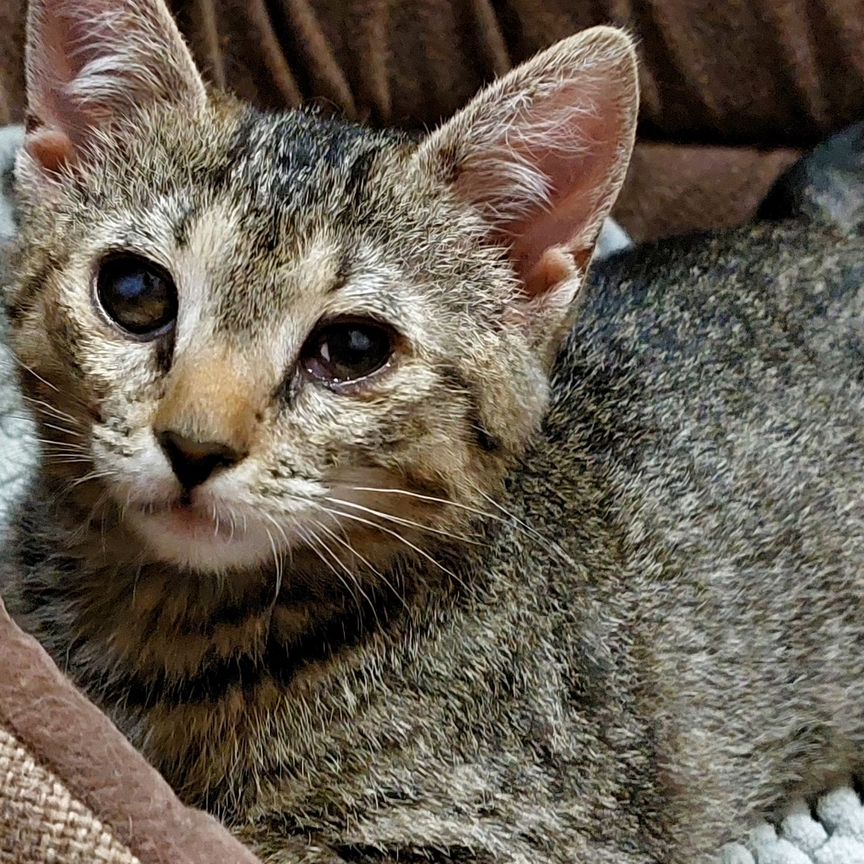 Котенок девочка 3 месяца, ручная и ласковая