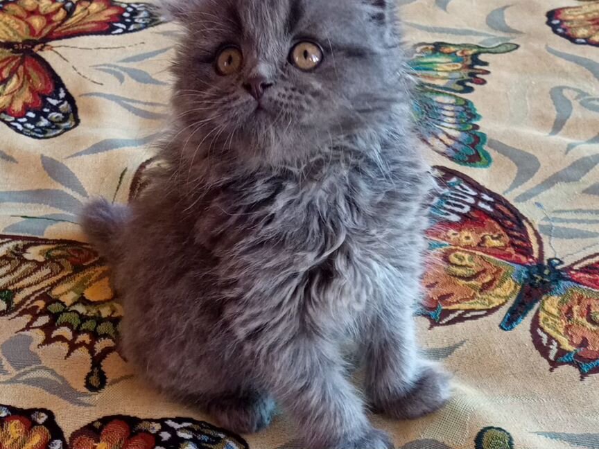 Шотландские котята