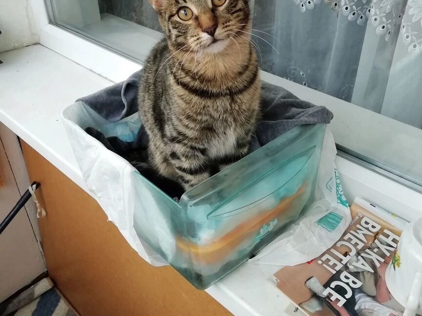 Тигровый котик 5 мес