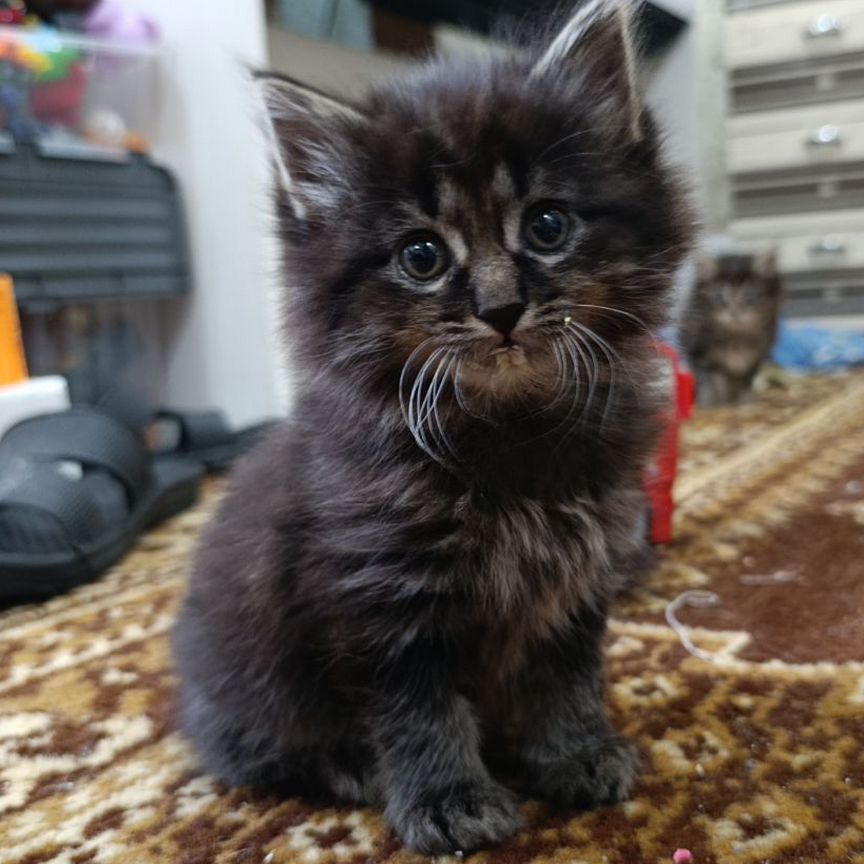 Курильский бобтейл длинношёрстный котёнок