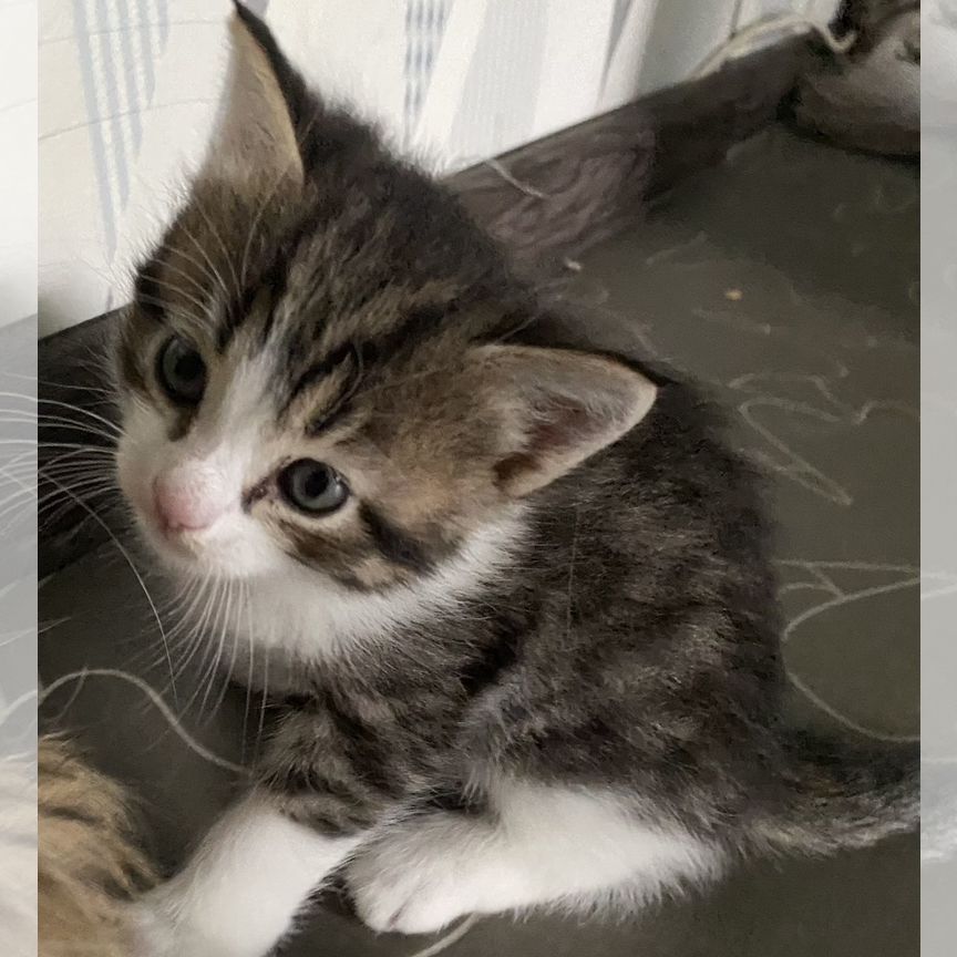 Домашние животные котята бесплатно