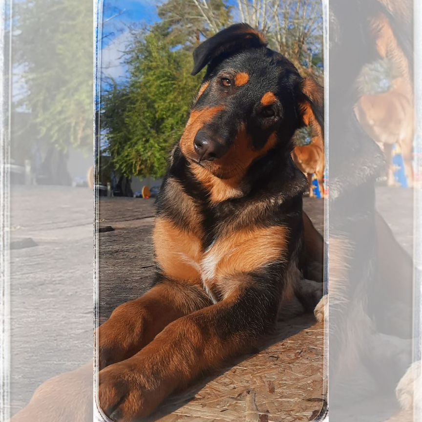 Очень воспитанные и добрые щенки