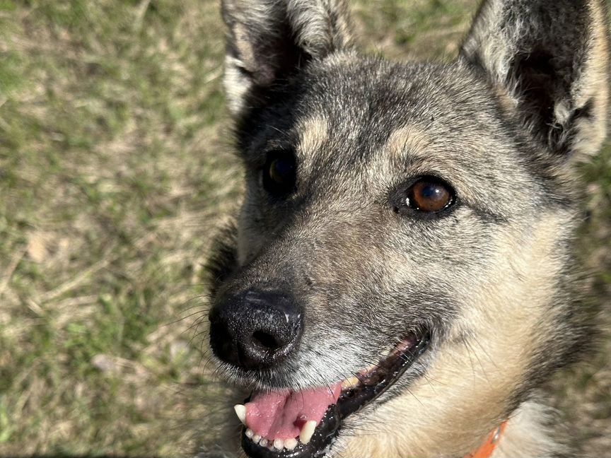 Идеальная булочка Тимка ждет в приюте Некрасовка